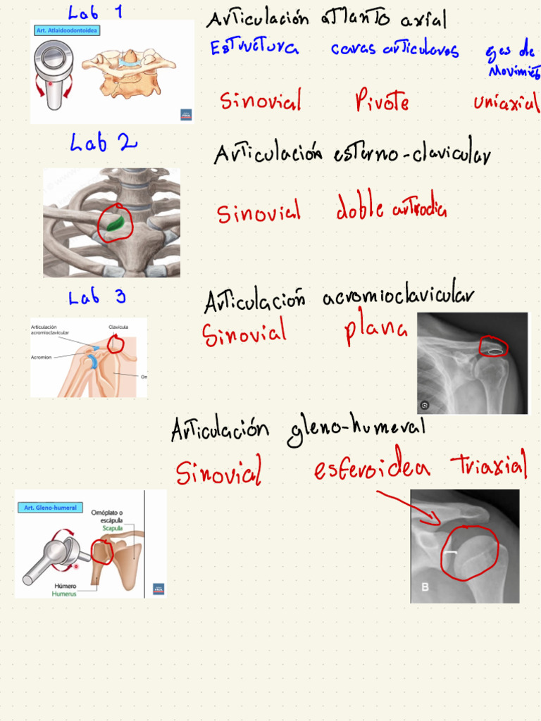 Articulaciones de lab 1-4 | PDF | Articulación | Sistema musculoesquelético