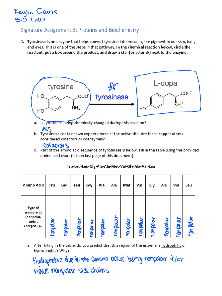 Signature Assignment 3 Enzymes | PDF | Amino Acid | Enzyme