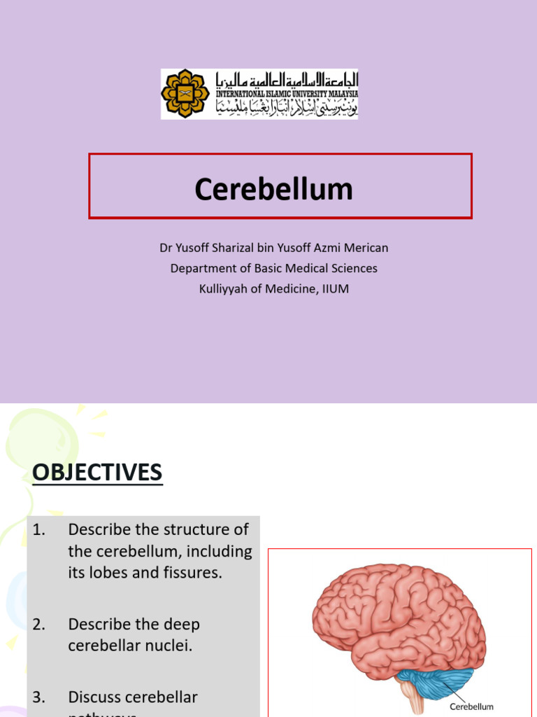 Cerebellum | Download Free PDF | Cerebellum | Brainstem