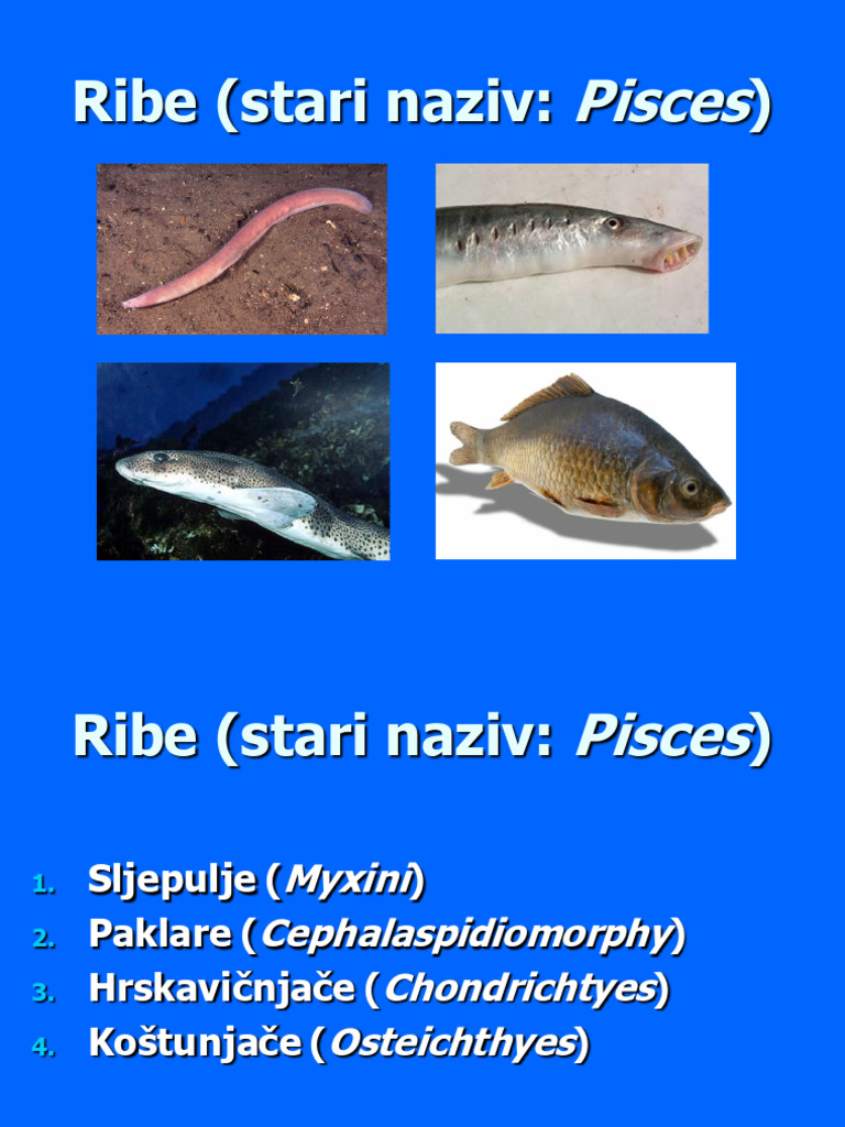 Ribe 6 | PDF