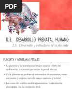 Cotiledones en la placenta y su función | PDF | Placenta | Parto