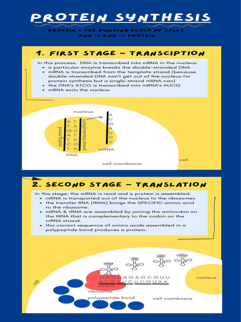 Protein Synthesis | PDF | Translation (Biology) | Messenger Rna