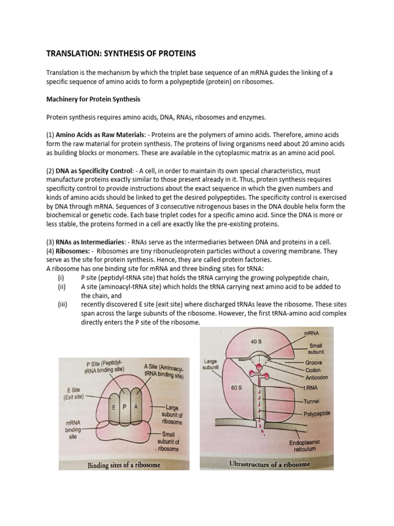 TRANSLATION Class 12 | PDF | Ribosome | Translation (Biology)