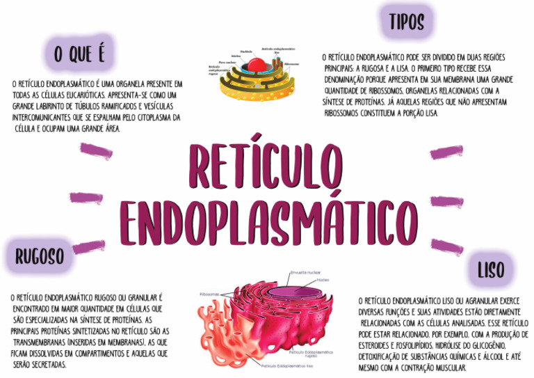 Mapa Mental Retículo Endoplasmático | PDF