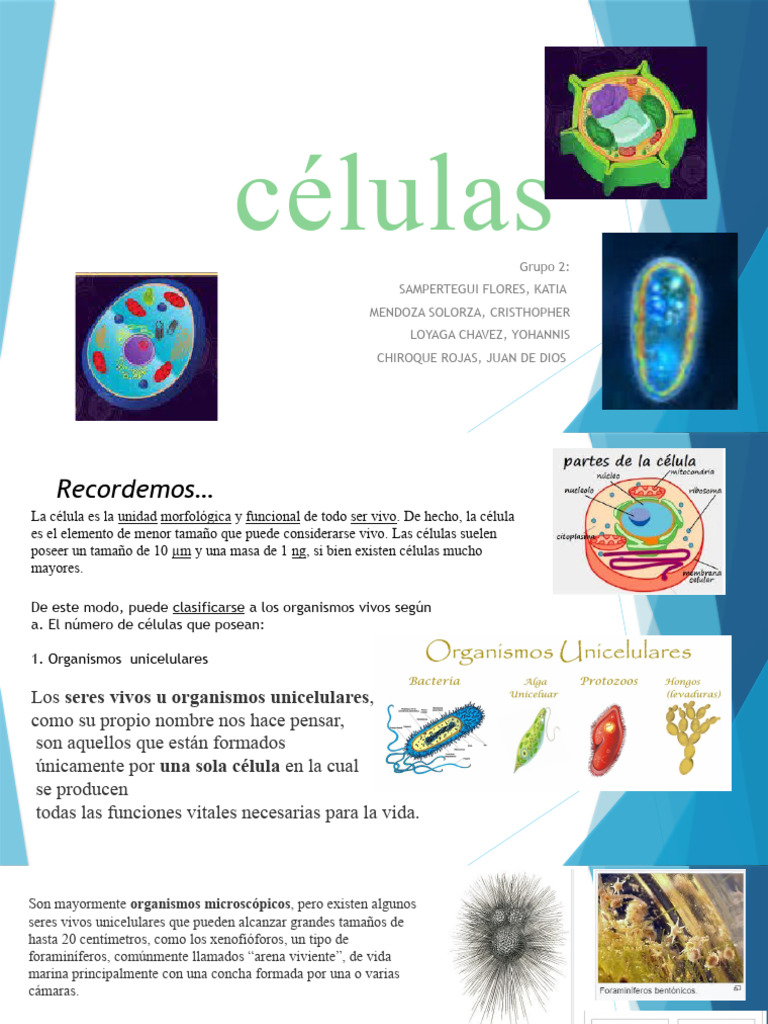 Tipos de Celulas Expo. | PDF | Biología Celular) | Organismos