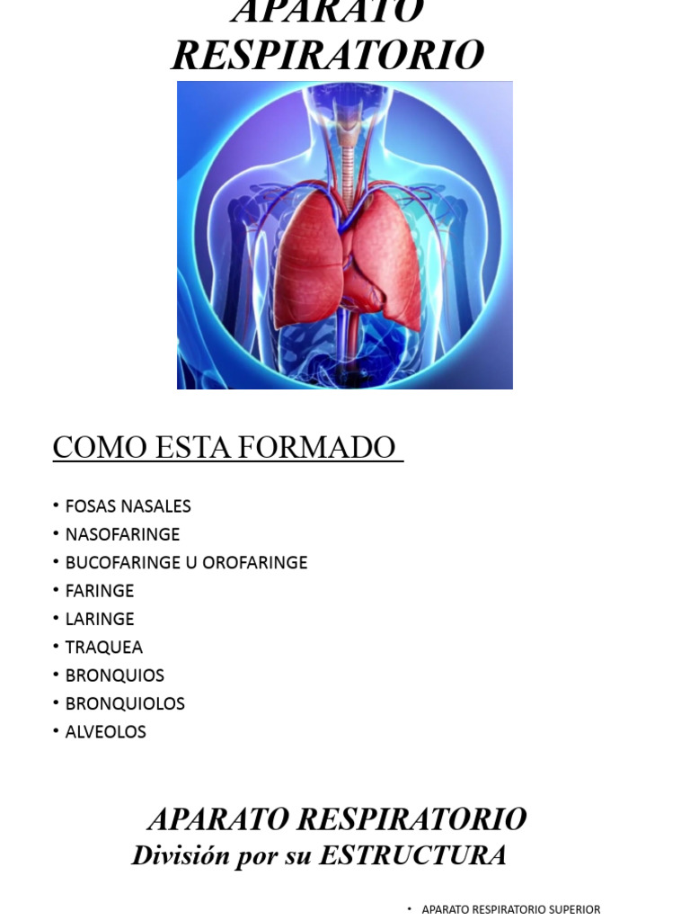 Aparato Respiratorio Powernpoint Hito 4 | PDF