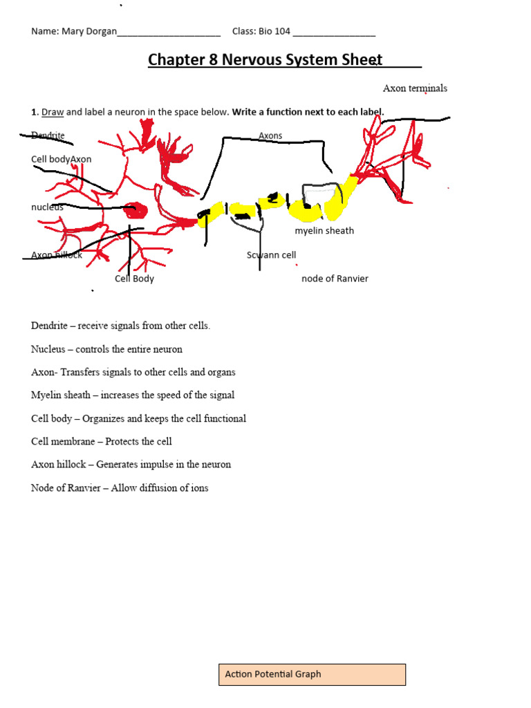 Ch. 8 Nervous system sheet | Download Free PDF | Axon | Nervous System