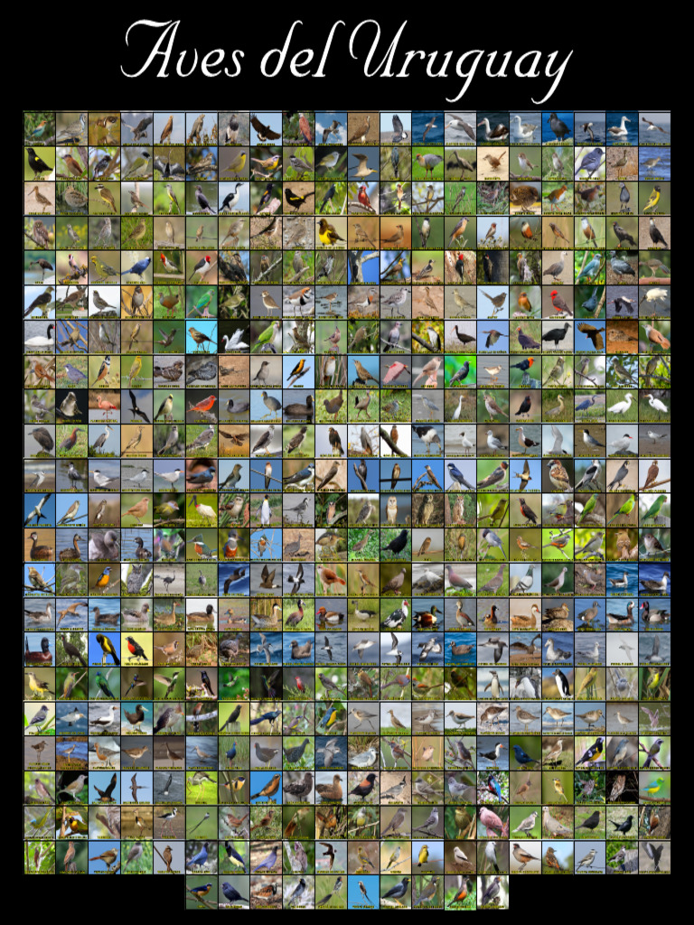 Lámina General de Aves | PDF | Aves holarctic | Ornitología