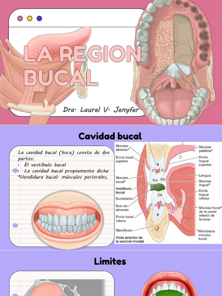 Anatomía y Funciones de la Cavidad Bucal | PDF | Lengua | Anatomía