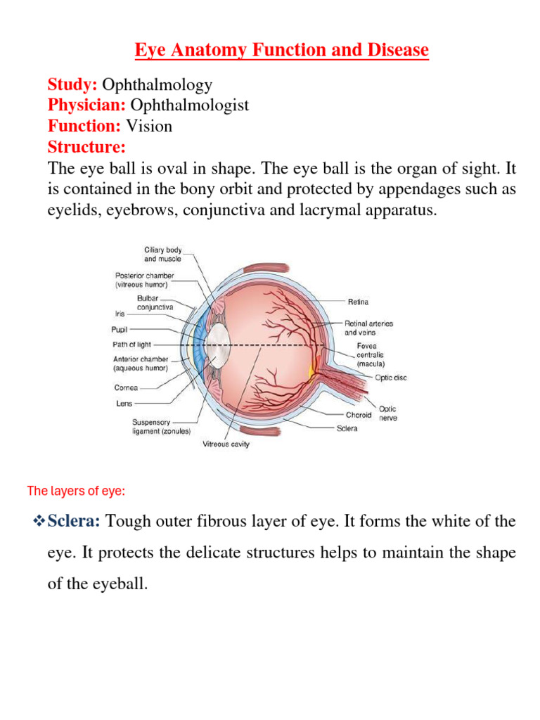 Eye Anatomy Function and Disease | PDF | Eye | Human Eye