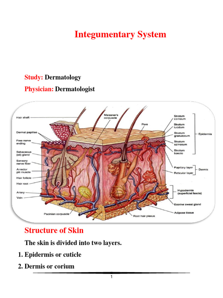 Integumentary System | Download Free PDF | Skin | Integumentary System