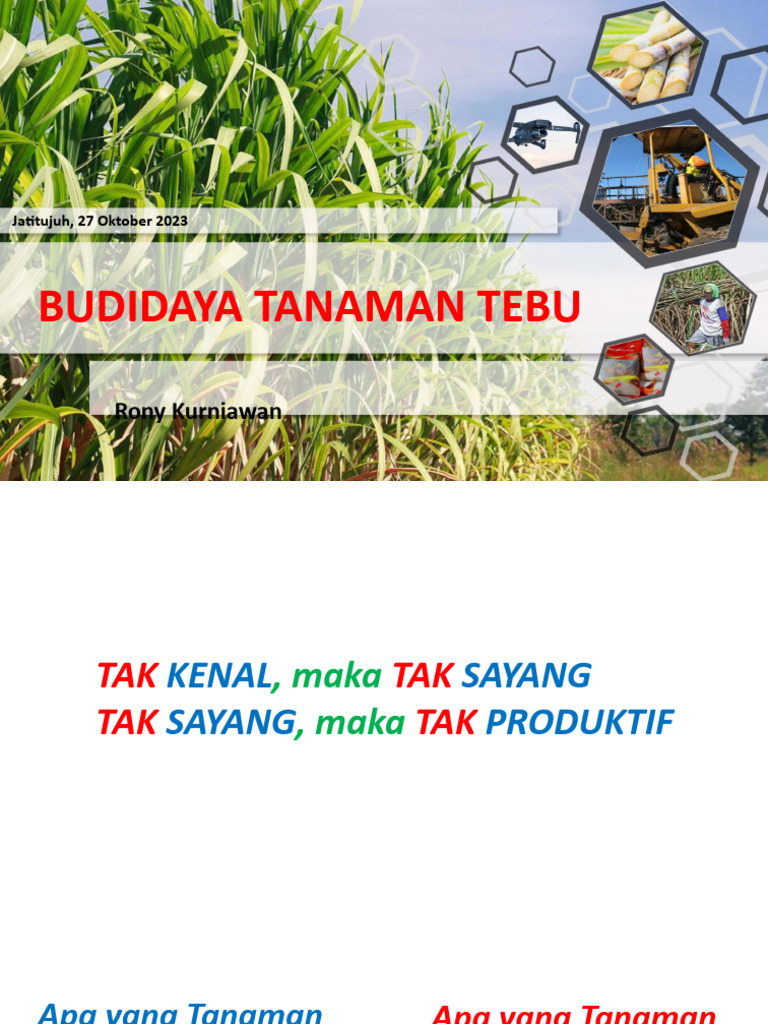 Panduan Budidaya Tebu Optimal | PDF | Teknologi & Rekayasa