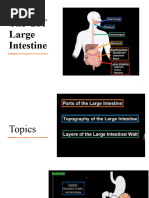 Sigmoid Colon Length and Anatomy | PDF | Large Intestine | Rectum