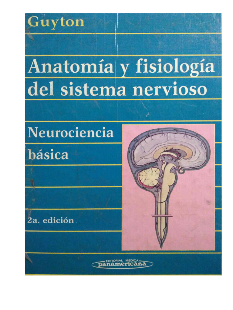 Guyton; Médula | PDF