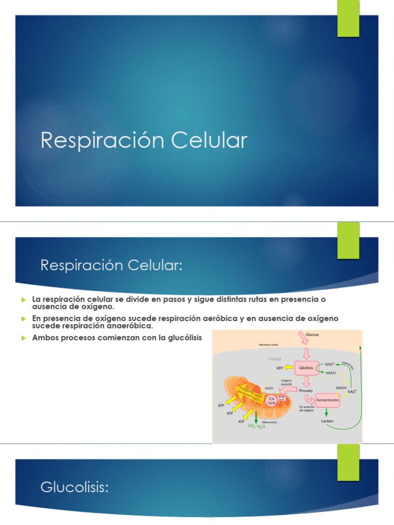 Respiración Celular | PDF | Respiración celular | Trifosfato de adenosina