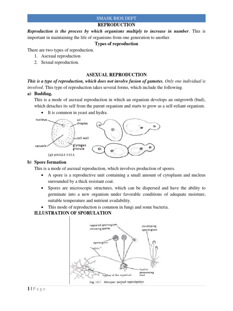 Asexual and Sexual Reproduction Explained | PDF | Menstrual Cycle ...