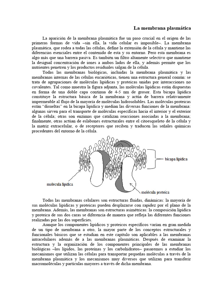 Estructura y función de la membrana plasmática | PDF | Membrana ...