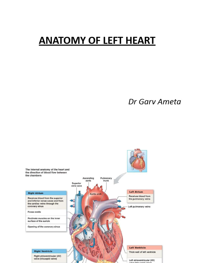 Cardiac Anatomy for Medical Students | PDF | Heart Valve | Atrium (Heart)