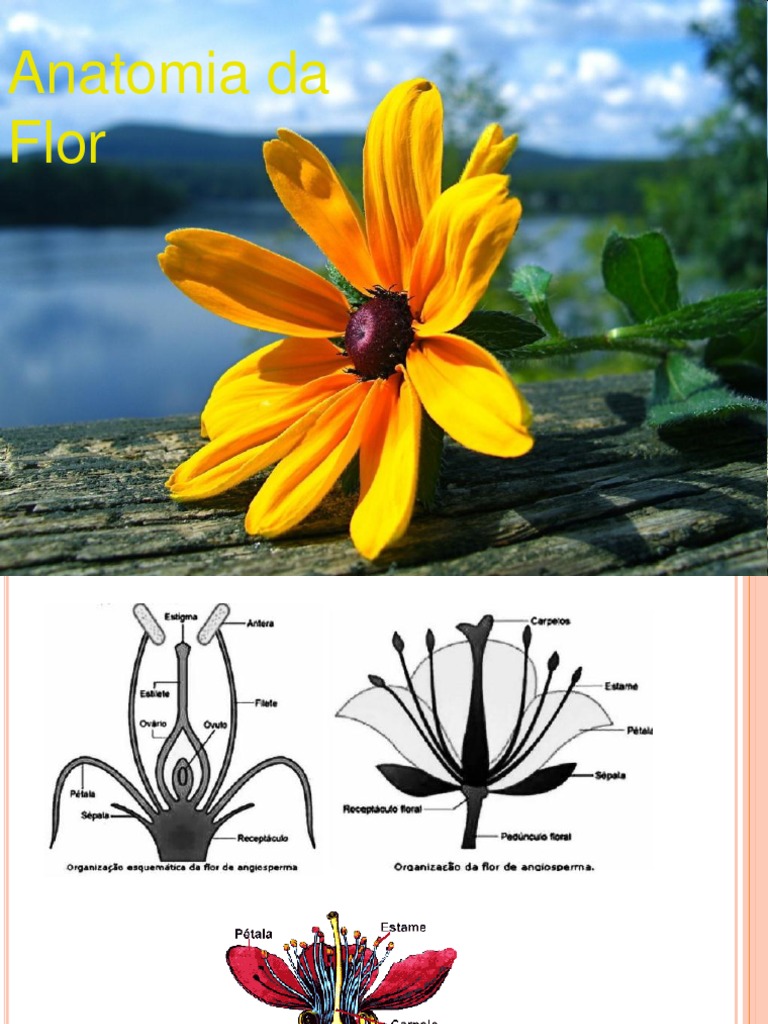 Anatomia Da Flor | PDF | Áreas da Botânica | Botânica