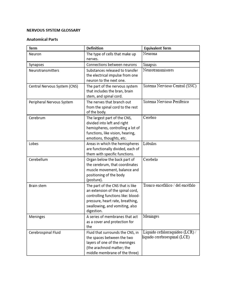 Nervous System Terminology Guide | PDF | Central Nervous System ...