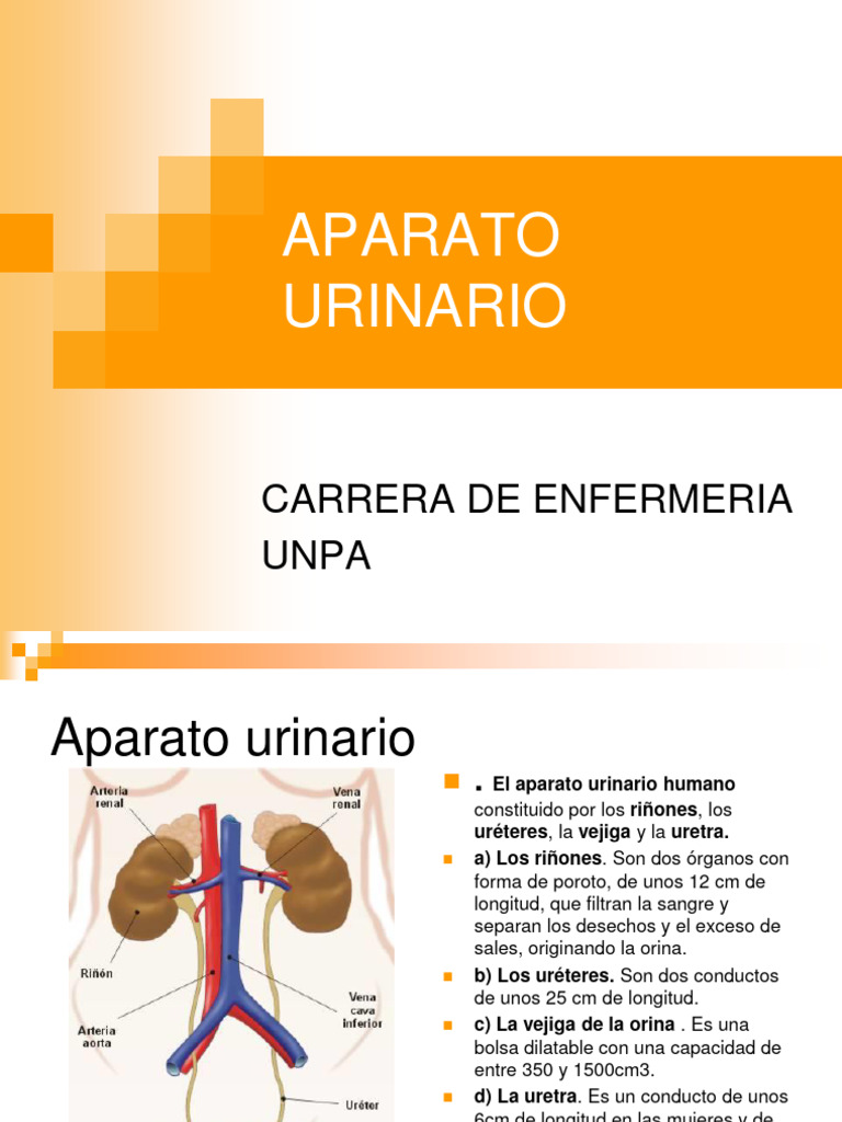 APARATO URINARIO Completo | PDF | Riñón | Sistema urinario