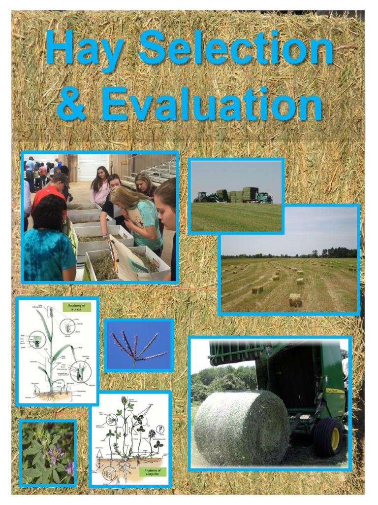 2018 Hay Selection Evaluation Guidelines - 47860 | PDF | Hay | Lignin