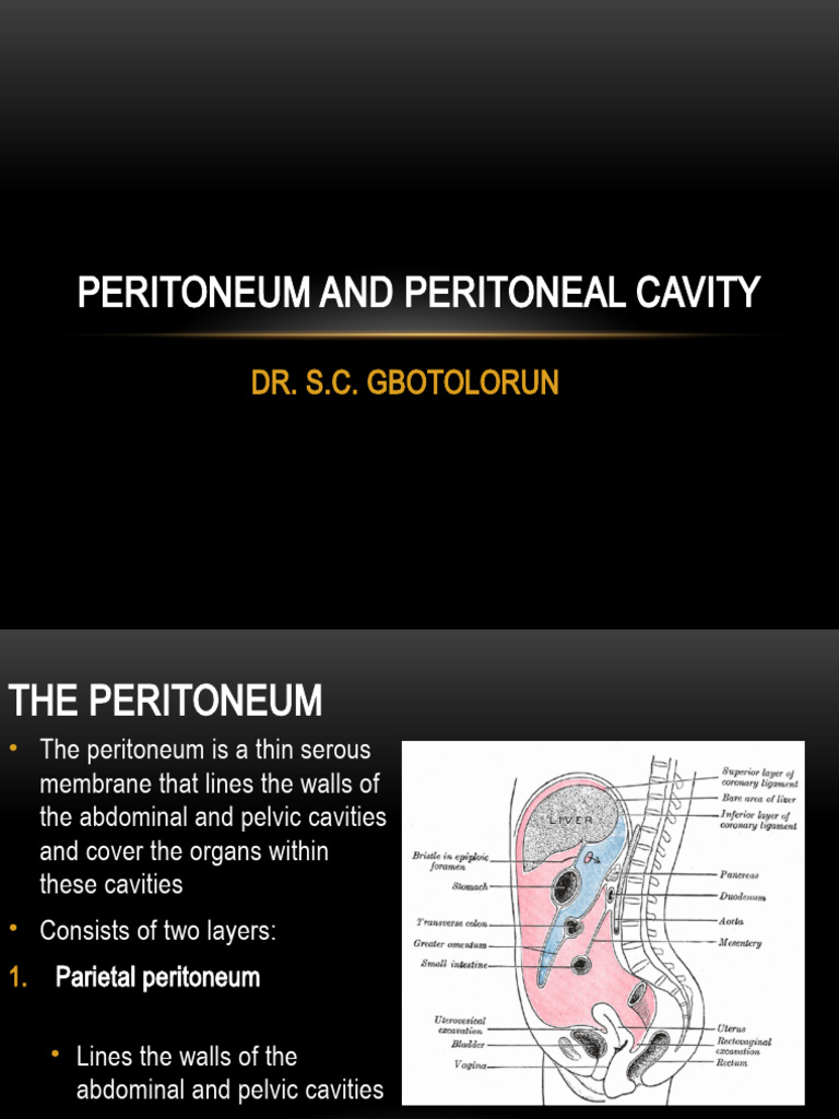 Peritoneum and Peritoneal Cavity 2 | PDF | Peritoneum | Anatomy