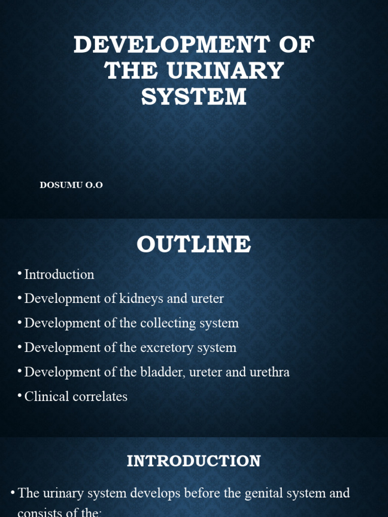 Development of the Urinary System | Download Free PDF | Kidney ...