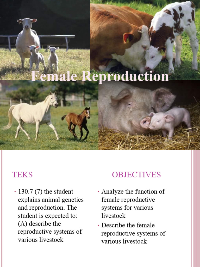 Reproduction Unit | Download Free PDF | Testicle | Uterus
