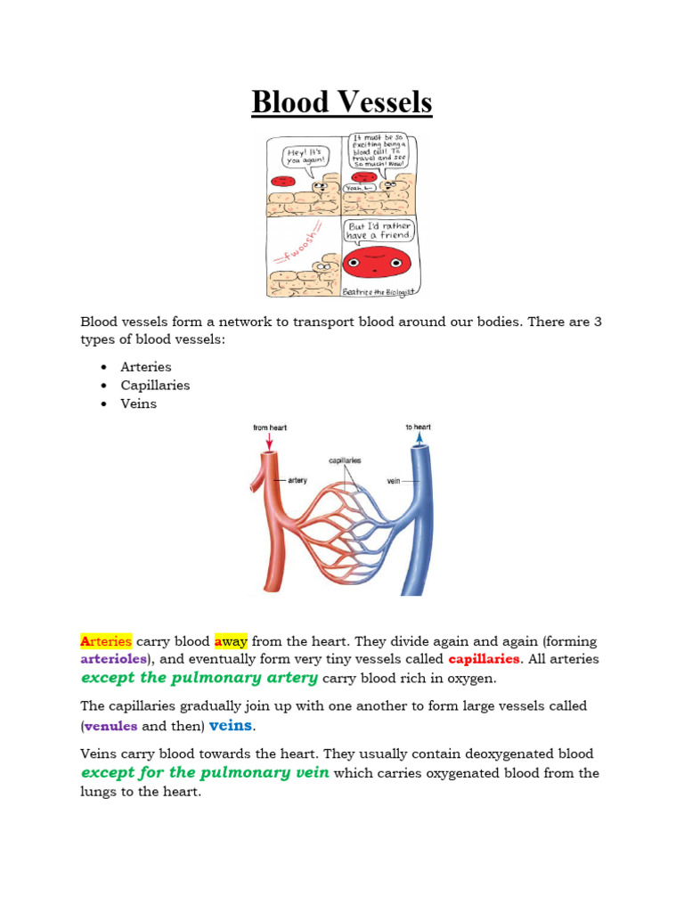Blood Vessels | PDF | Artery | Blood Vessel