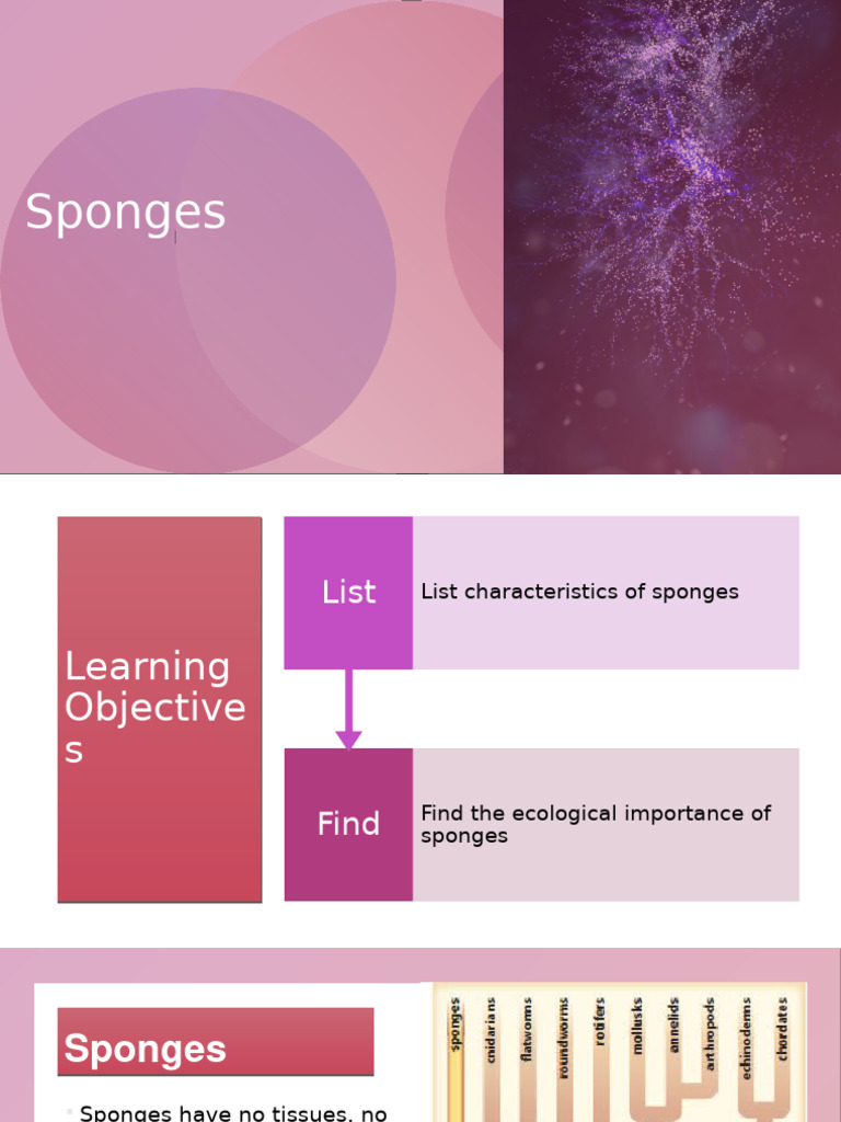 Sponges | PDF | Sponge | Zoology