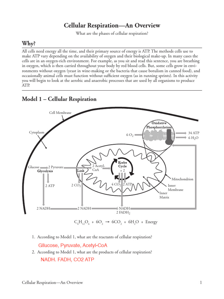 8 Cellular Respiration-An Overview-S | PDF | Cellular Respiration ...