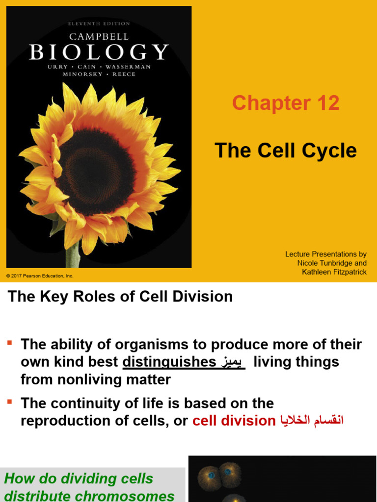 Chapter 12 Cell Division With Arabic Words | PDF | Mitosis | Chromosome