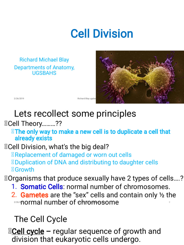 Cell Division | PDF | Meiosis | Mitosis