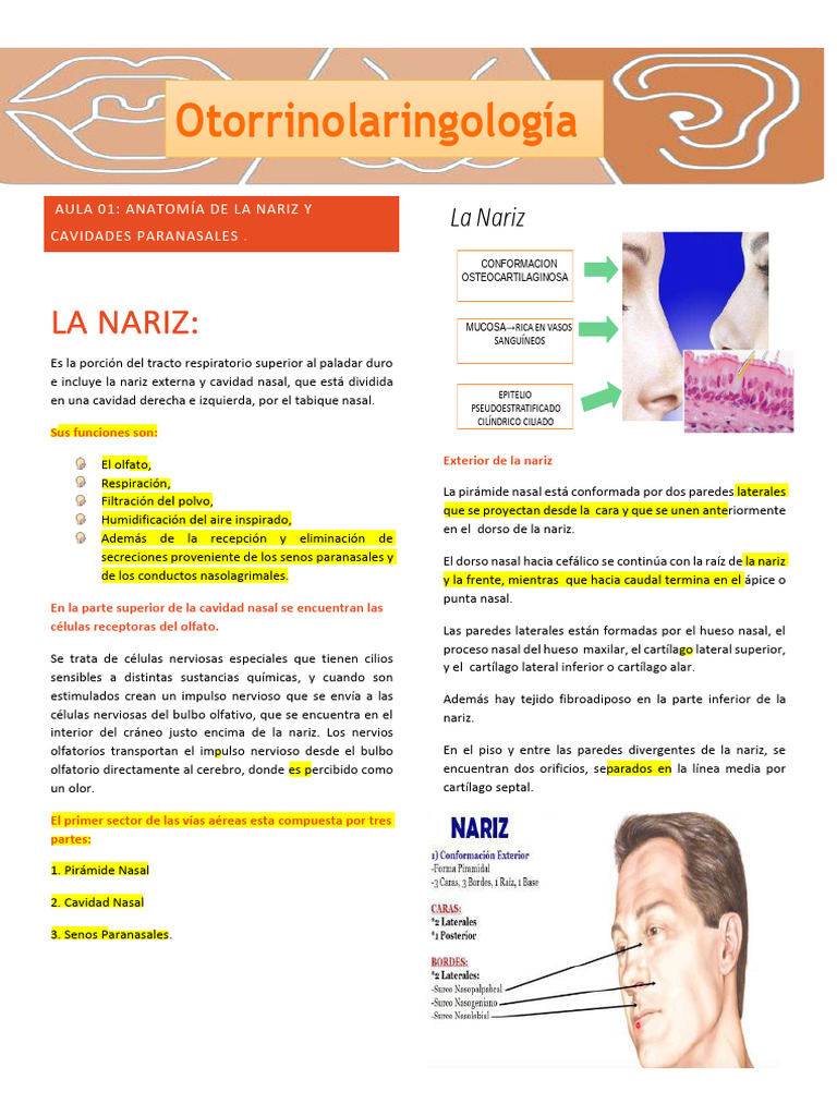 Otorrinologia 1 Parcial | PDF | Nariz humana | Anatomía humana