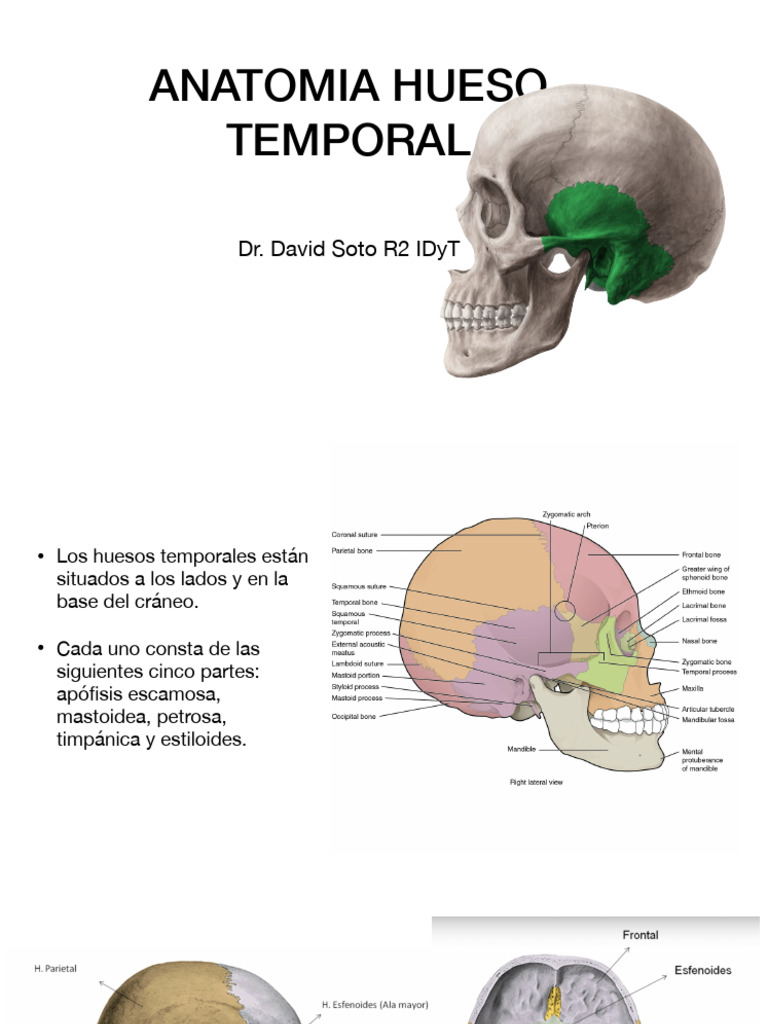 Anatomía del Hueso Temporal | PDF | Otorrinolaringología | Anatomía