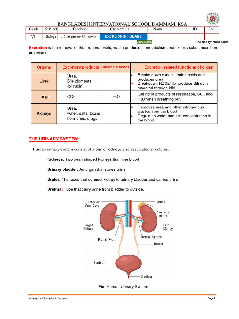 Excretion in humans VIII NOTES | PDF | Kidney | Organ (Anatomy)