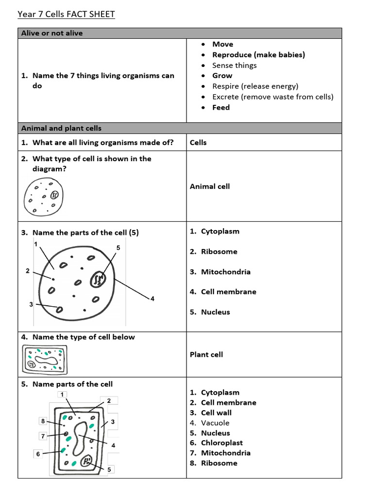 Year 7 Cells | PDF | Cell (Biology) | Vacuole