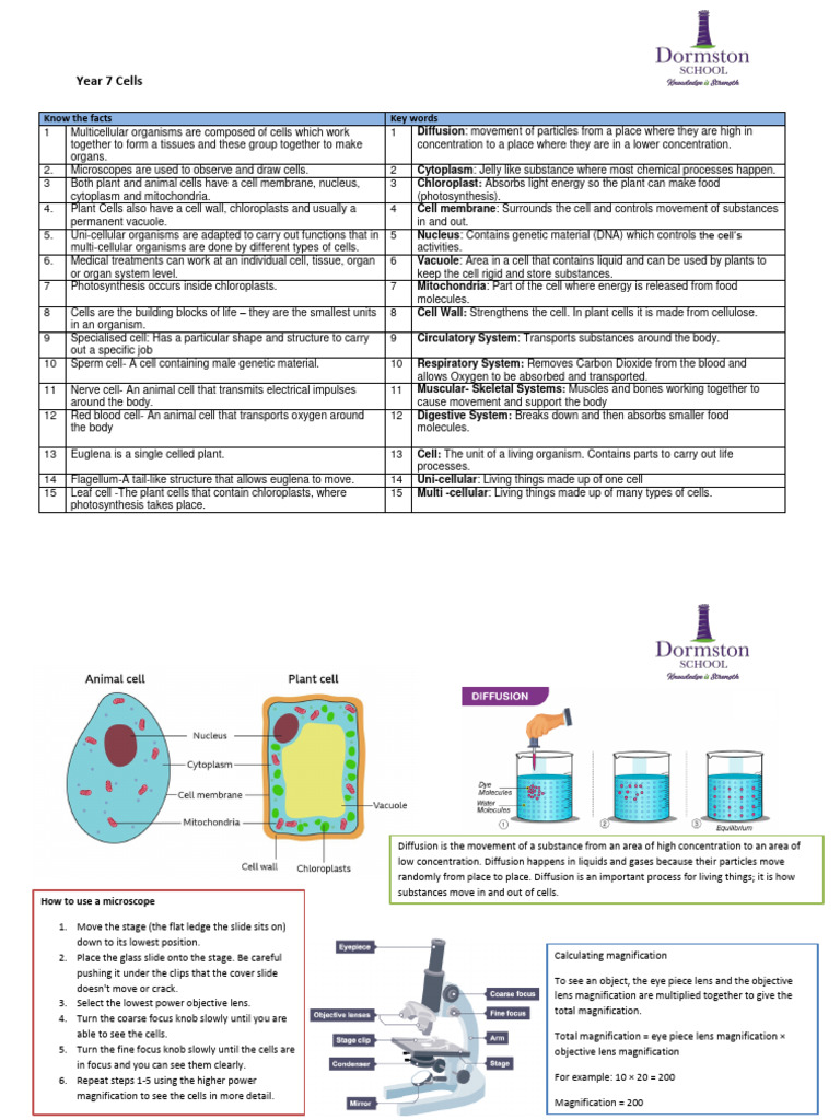 Science Year 7 Biology Autumn 1 Cells Year 7 2 | PDF | Cell (Biology ...