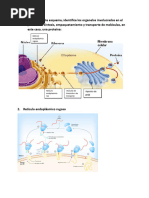 La Célula - Tráfico Vesicular Proteínas COP-I y COP-II | PDF | Retículo ...