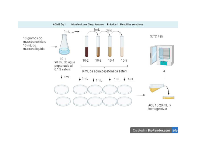Diagrama Mesofilos | PDF