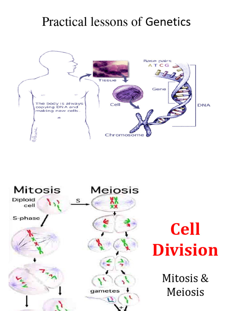 Practical Lessons of Genetics | PDF | Mitosis | Cell (Biology)