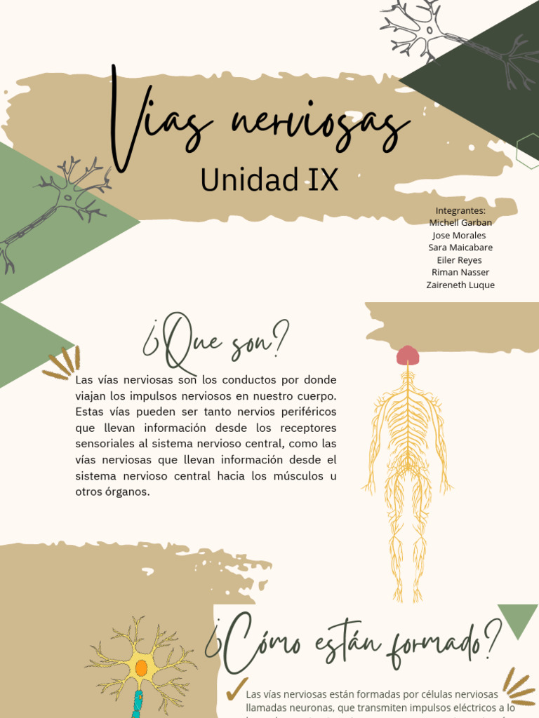 Vias 20240509 122815 0000 | PDF | Sistema nervioso | Cerebro
