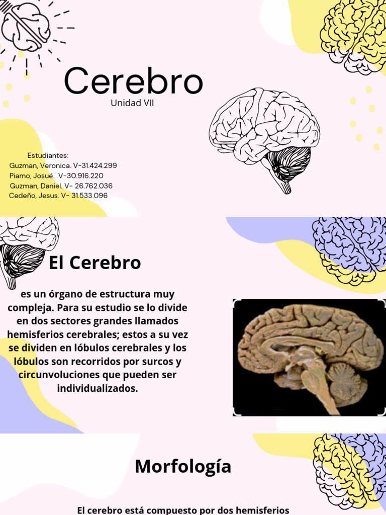 Cerebro Unidad Vii Pdf Cerebro Hemisferio Cerebral