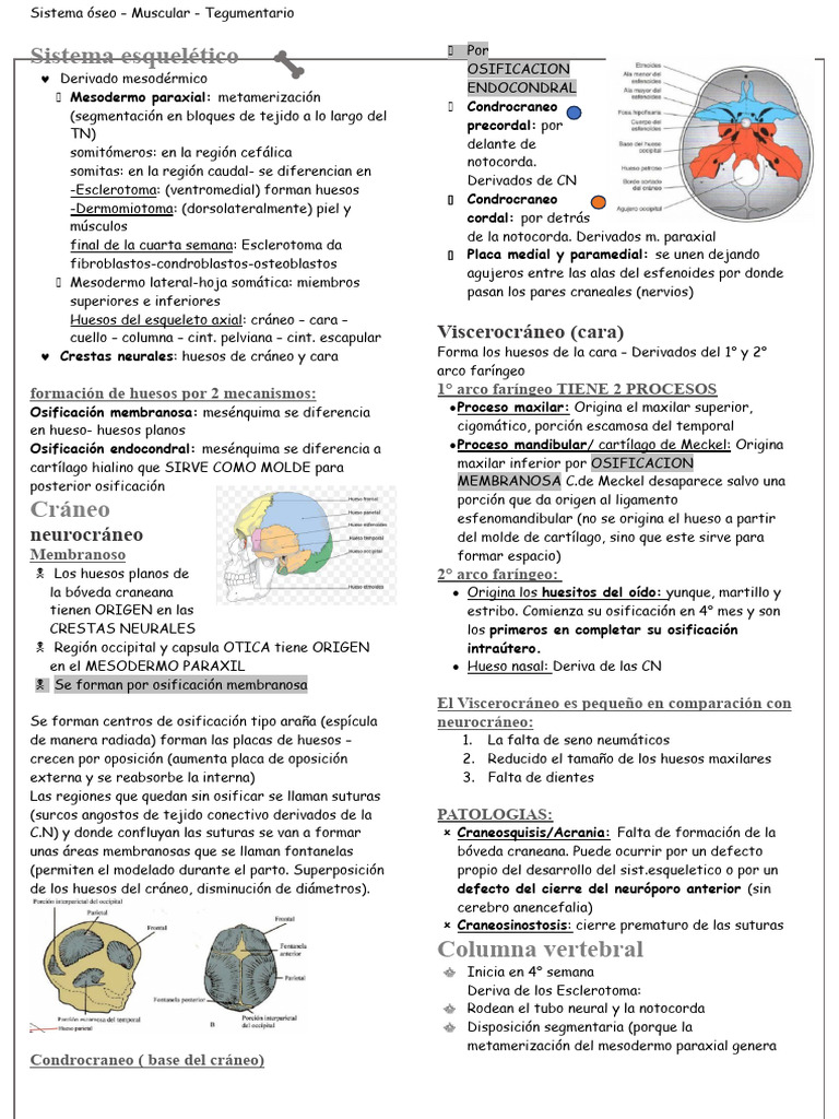 RESUMEN Sist - Oseo Muscular Tgumentario | PDF | Cráneo | Vértebra