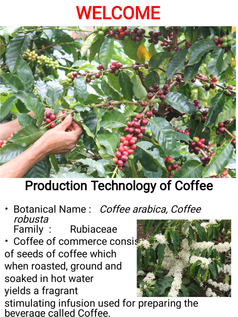 Coffee | PDF | Coffee | Botany