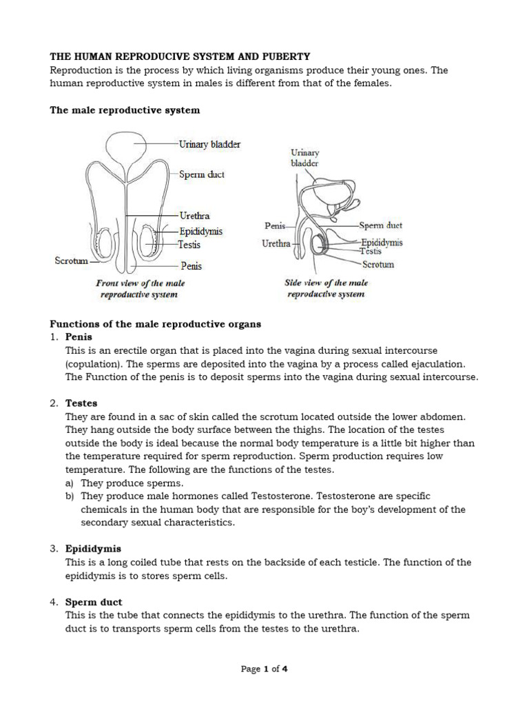 The Human Reproductive System and Puberty | Download Free PDF | Reproductive System | Human ...