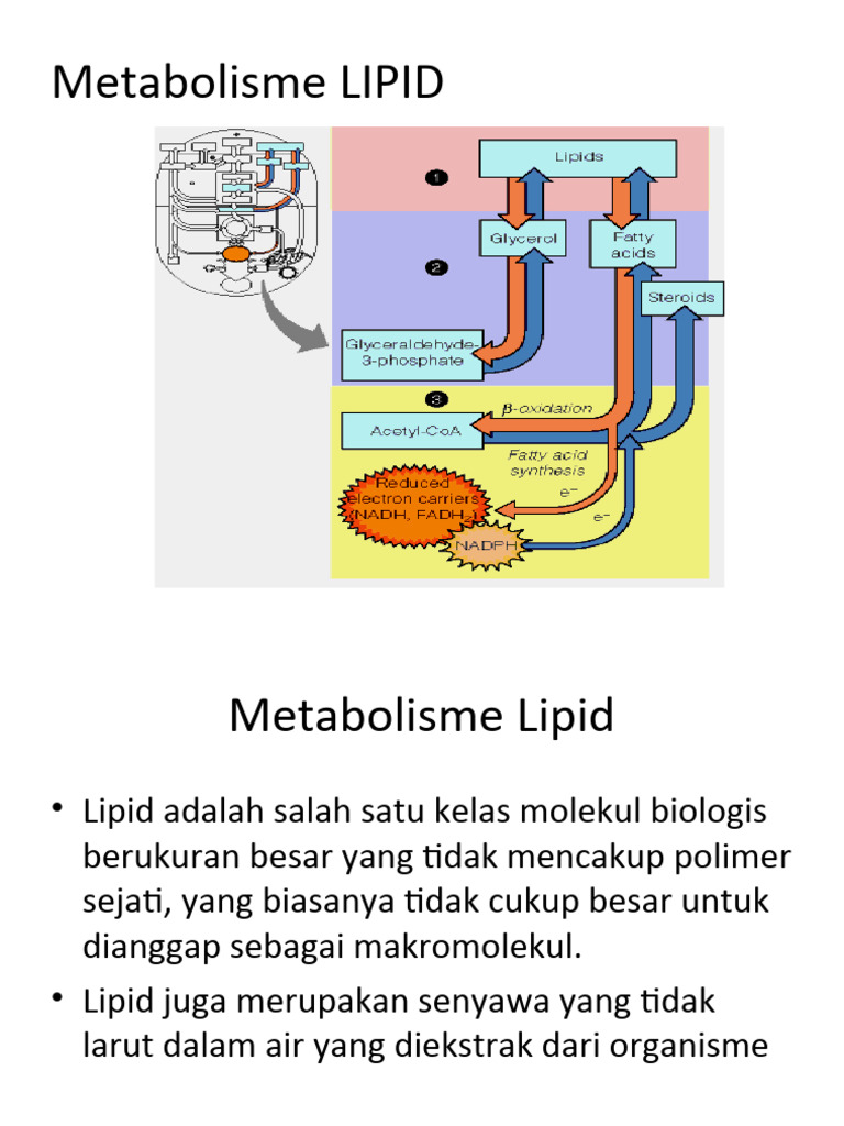 Metabolisme Lipid dan Fungsinya | PDF