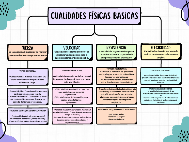Mapa Conceptual | PDF | Flexibilidad (anatomía) | Músculo