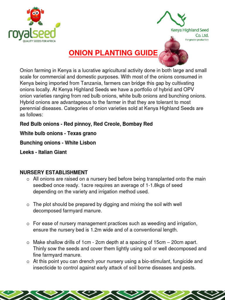 Onion Growing Guide | PDF | Onion | Plant Nursery